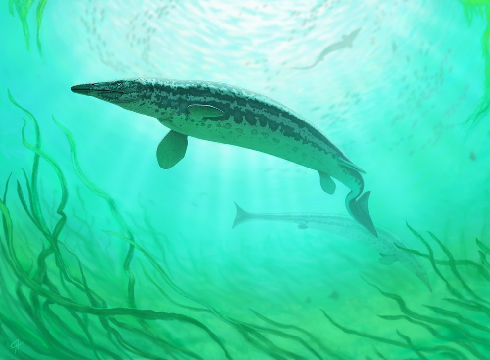 Extinct Animal of the Week: The Smallest Mosasaur