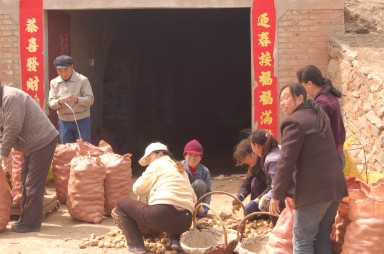 Crop Ideas: Chinese Potato Market