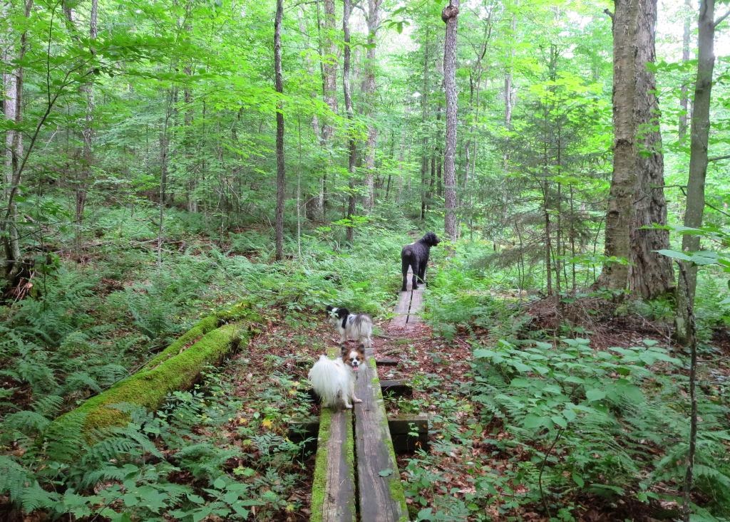 Windswept Adventure: Wild And Remote Debar Pond - Part 3