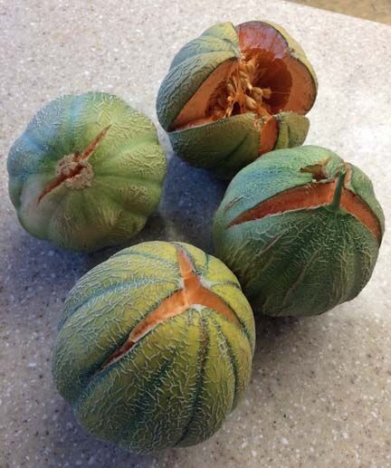 Xtremehorticulture of the Desert: Reason Why Melons Split Before Ready