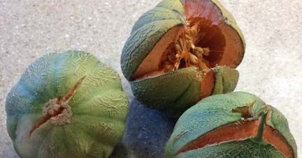 Xtremehorticulture of the Desert: Reason Why Melons Split Before Ready