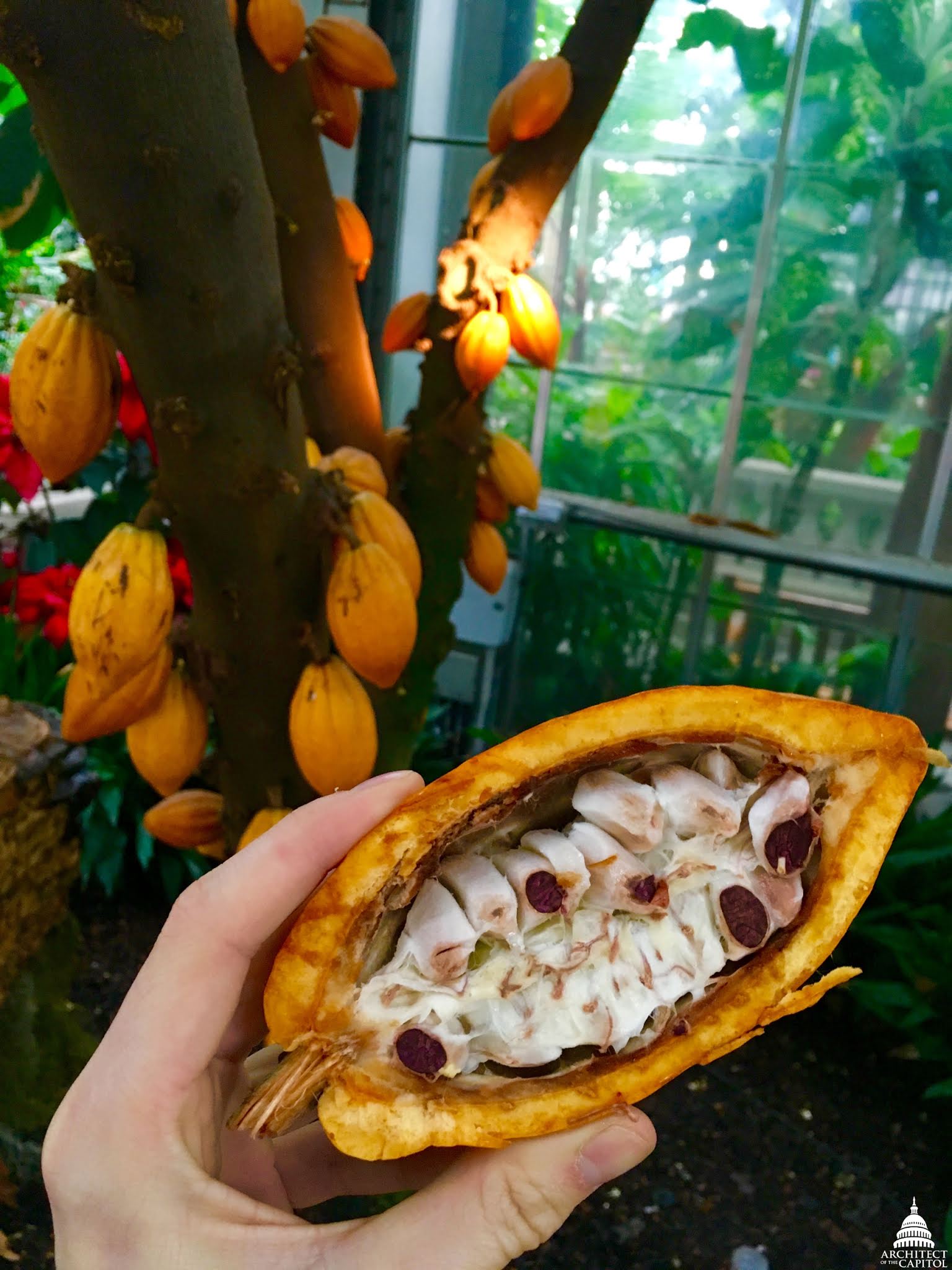 Theobroma cacao Benefits