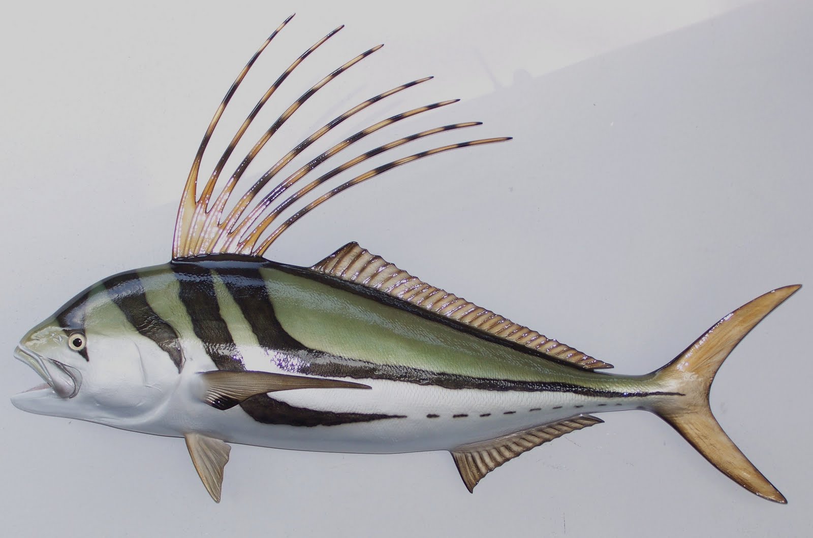 Metalheads: Roosterfish