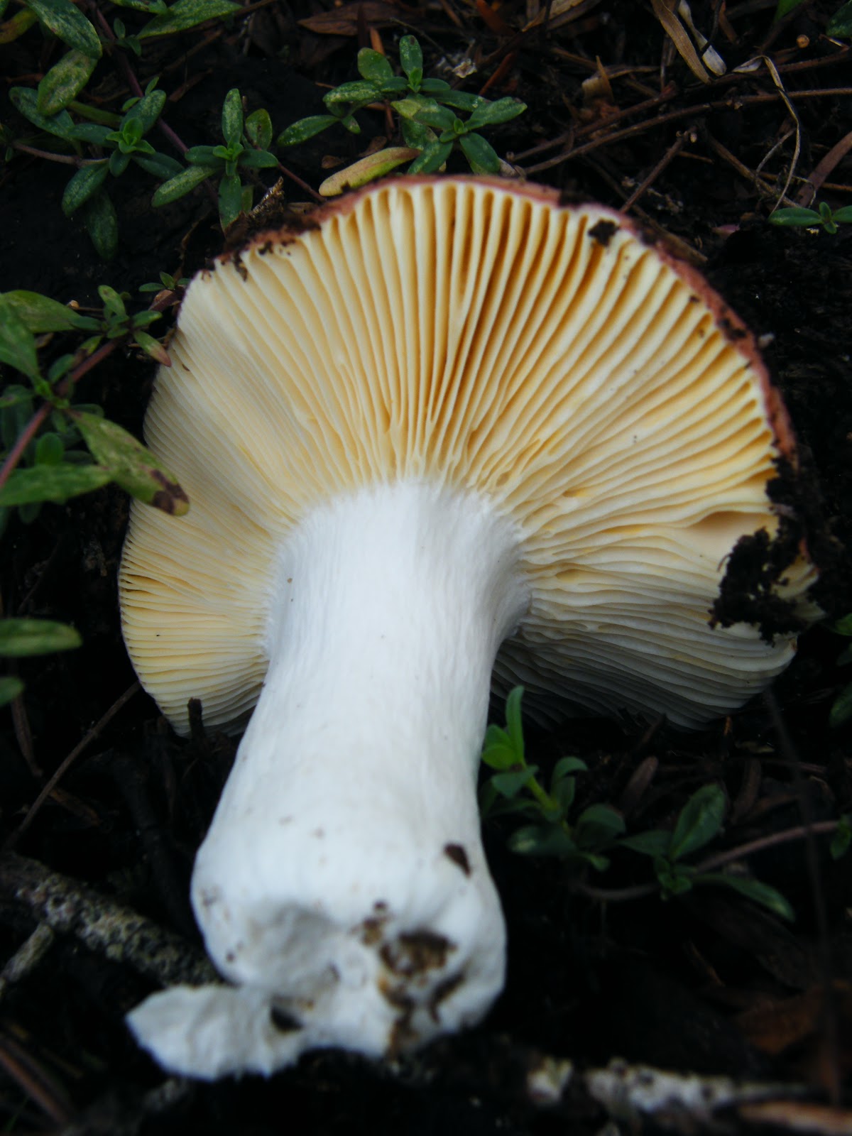 Μανιτάρια που βρίσκουμε στην Ευρυτανία: Russula aurea