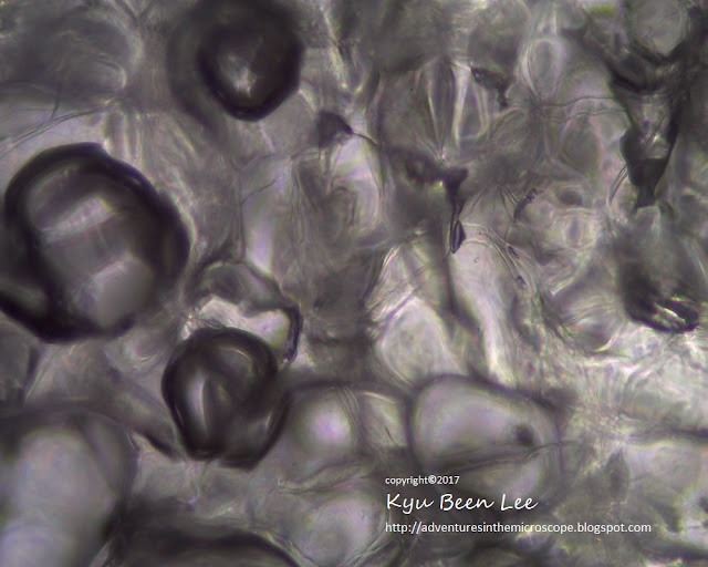 Micro-World: rotten white radish!