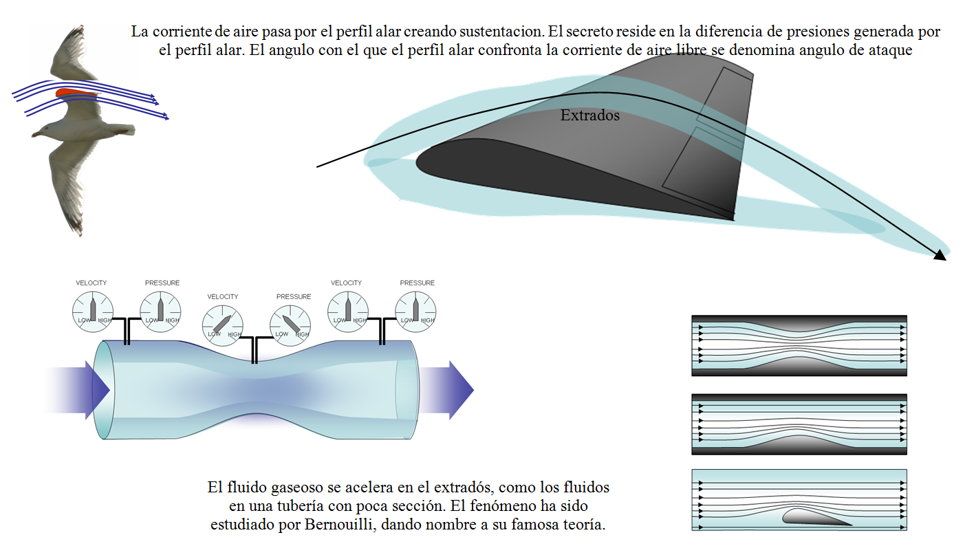El ala, su forma y su nomenclatura