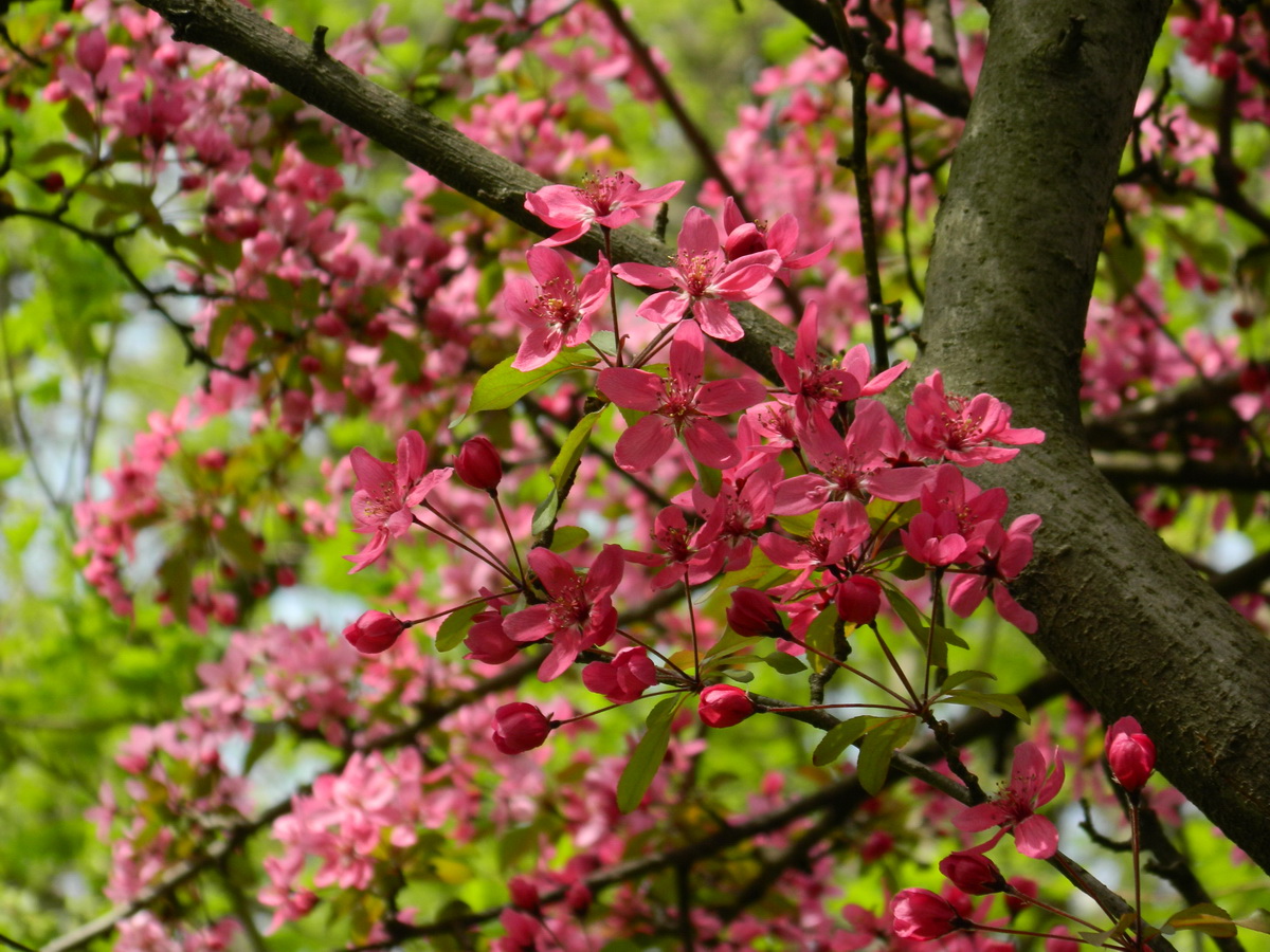 LA MULTI ANI, ROMANIA!: Pom inflorit cu flori rosii