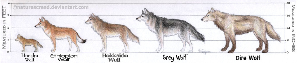 Abe's Animals: Wolf scale