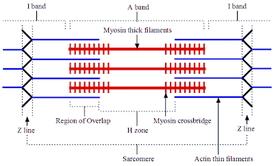 Physiotherapy!: Muscle Contraction - Sliding Filament Theory