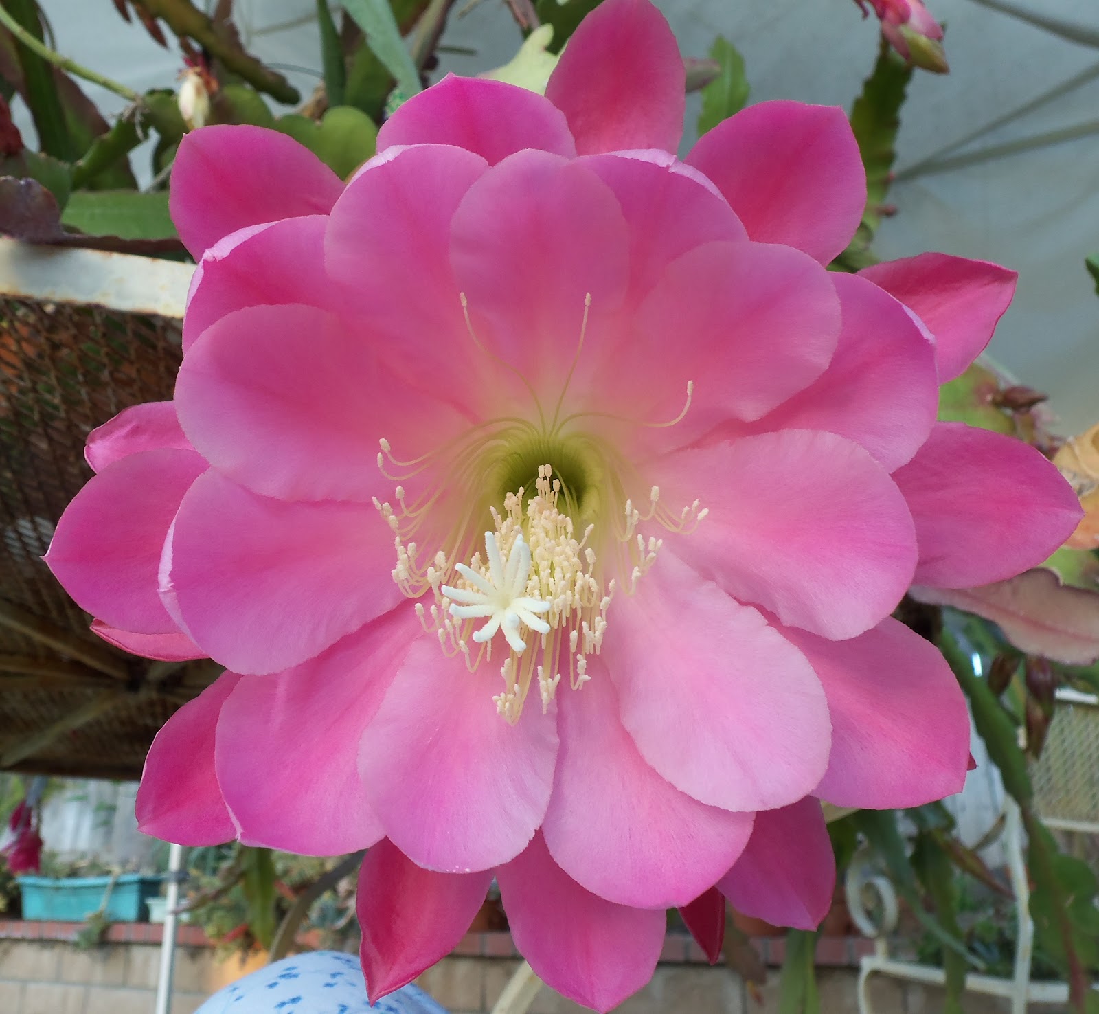 The Epiphyllum Garden: 'Meadow Rose'