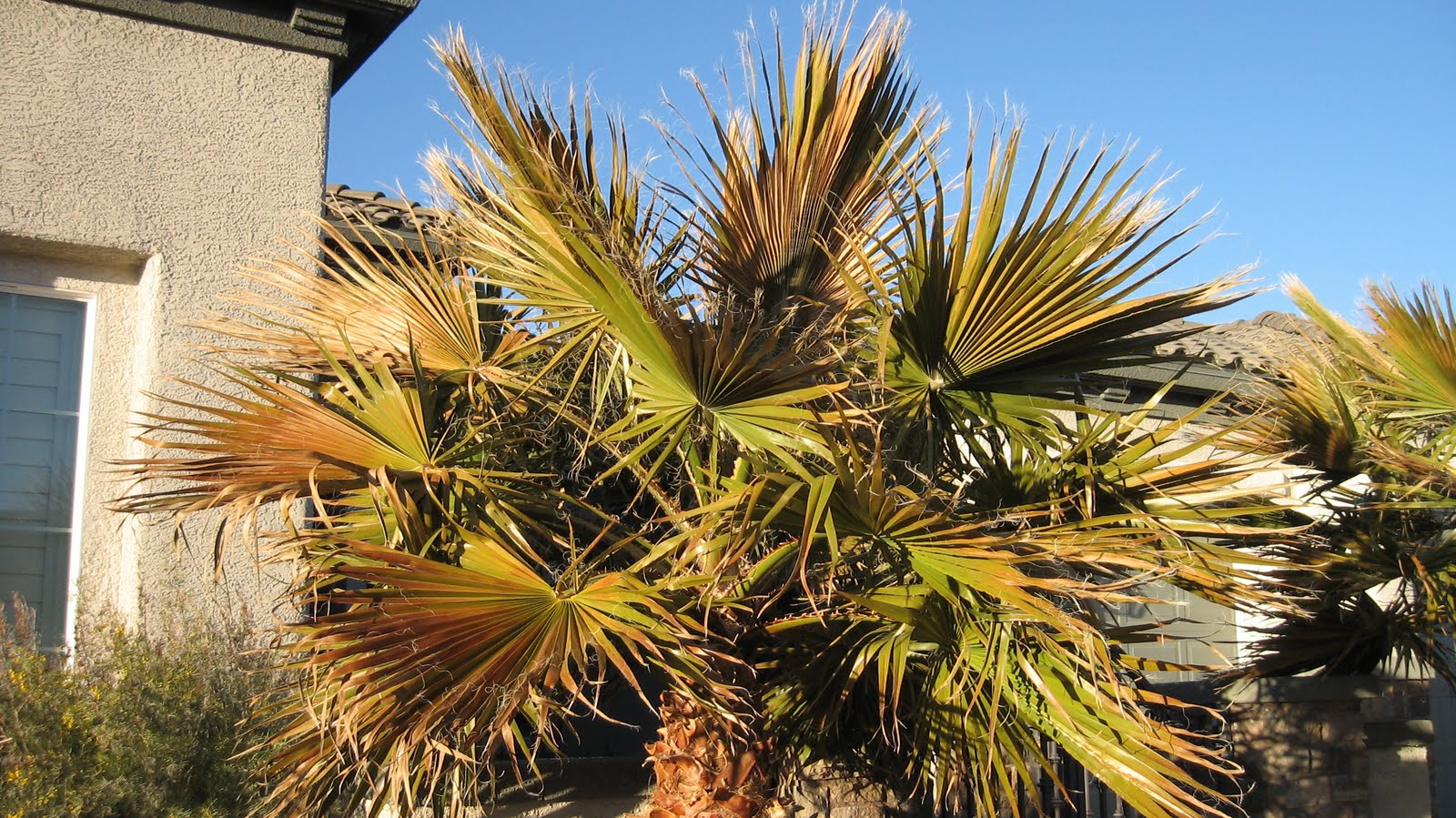 Xtremehorticulture of the Desert: Yellowing in Palms Can Be Lots of ...