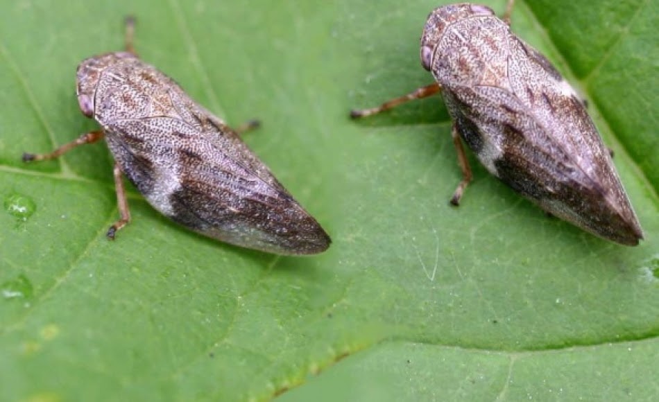 EL RINCON DE UN JARDIN: PLAGAS Y ENFERMEDADES: Xylella fastifiosa. El ...