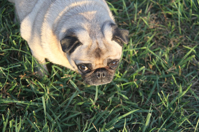 The Macy Dixie Line: Pug Fall Photo Shoot