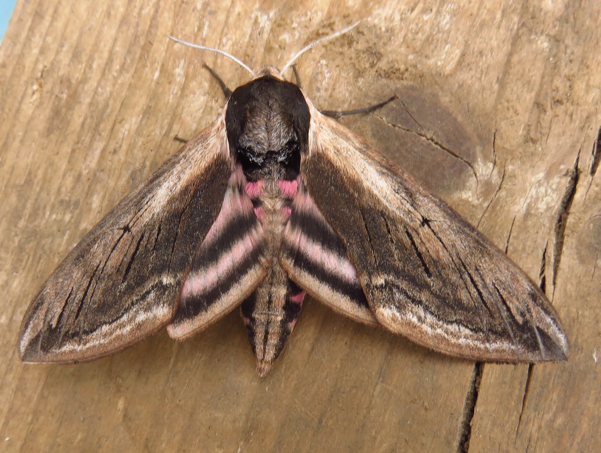 MERSEA WILDLIFE: GARDEN MOTHS