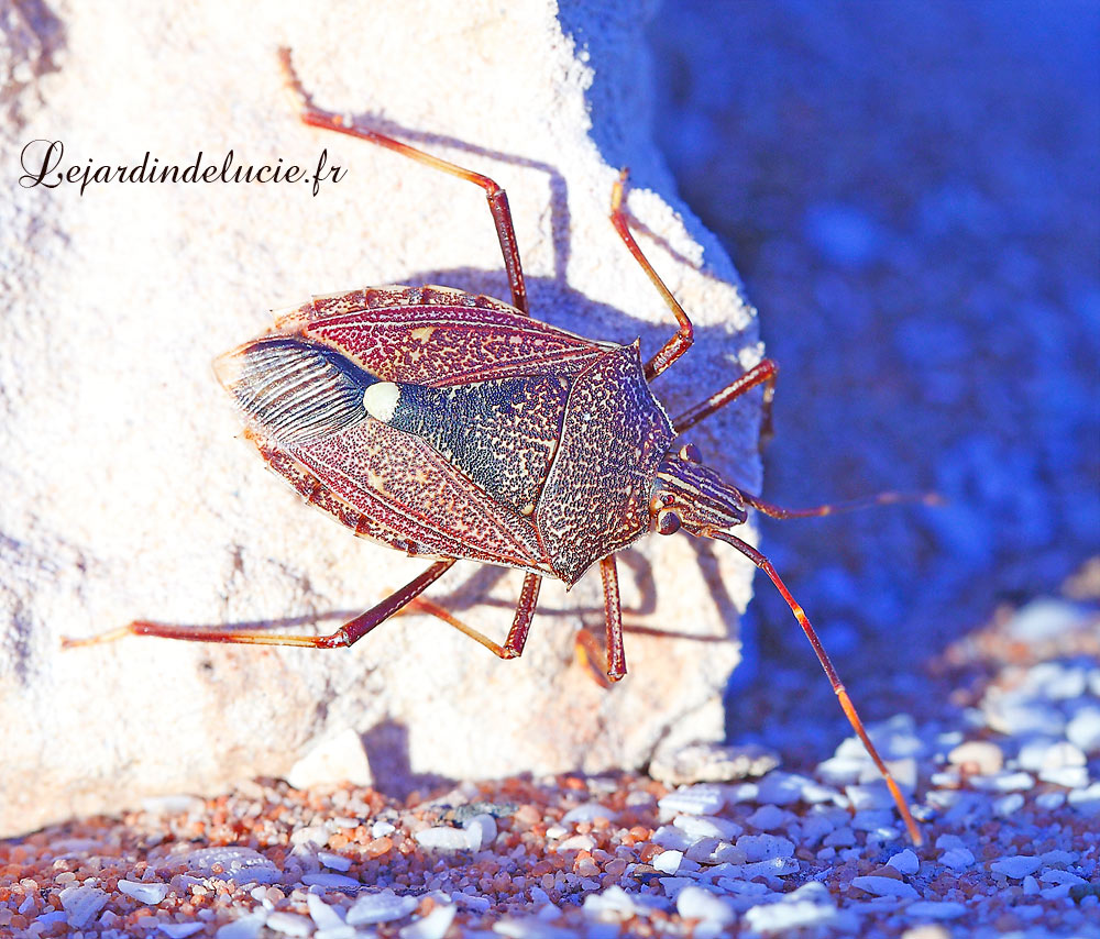 Punaises australiennes