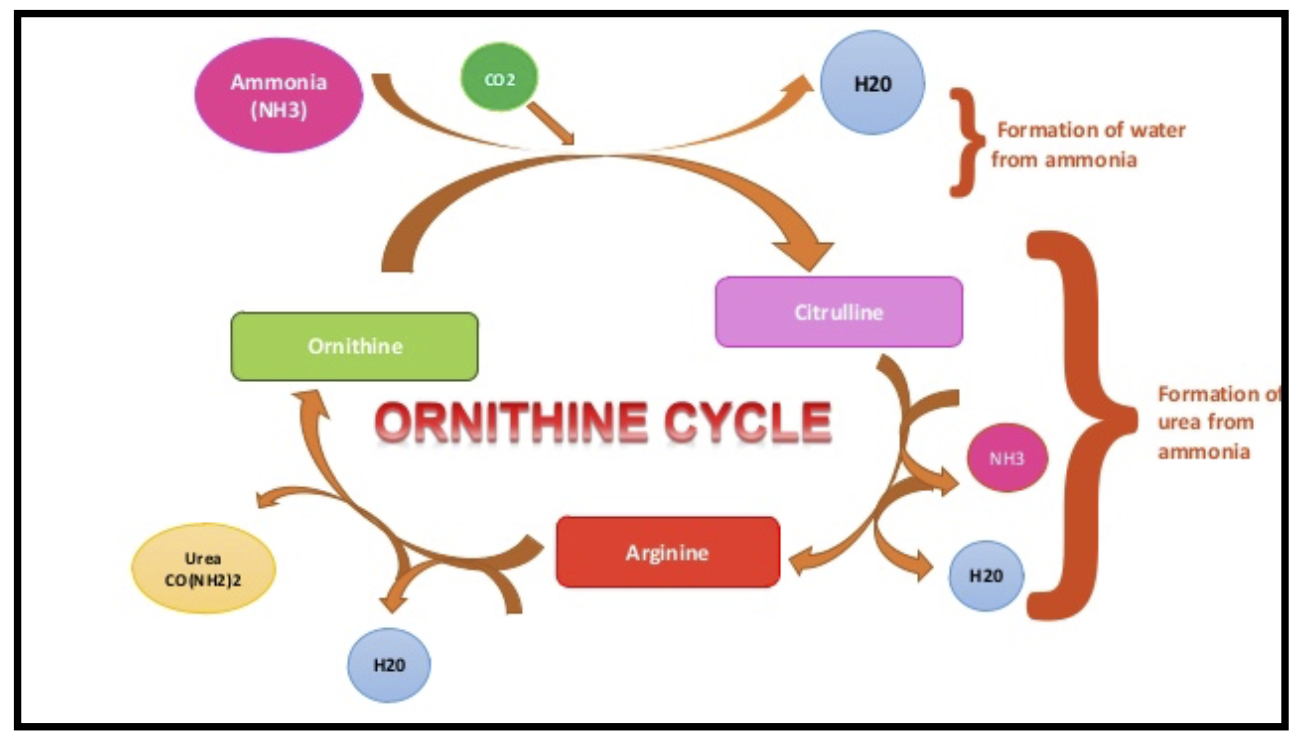A LEVEL: Biology (F214), Excretion