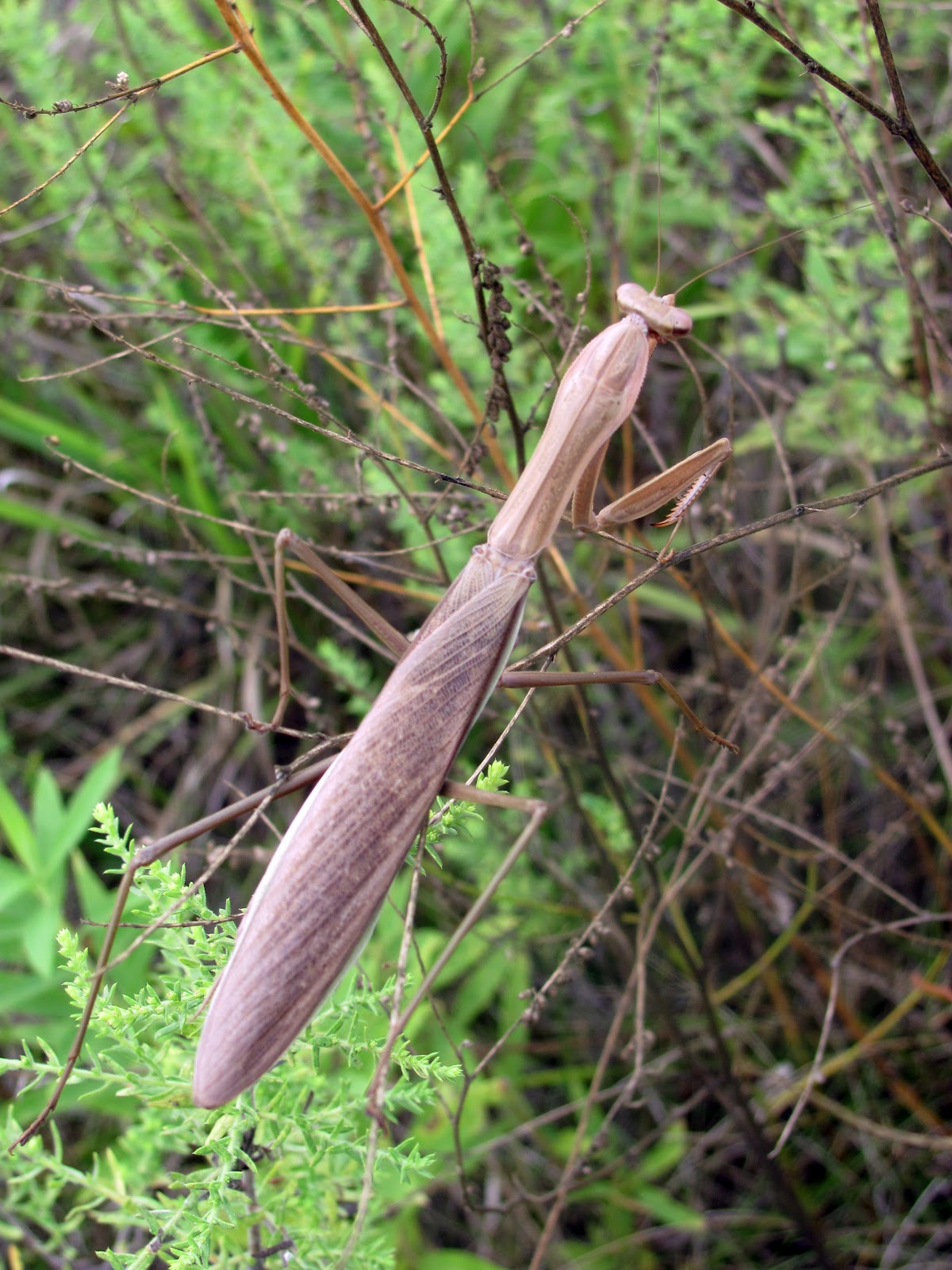 curving back: twig-leaf (praying mantis)