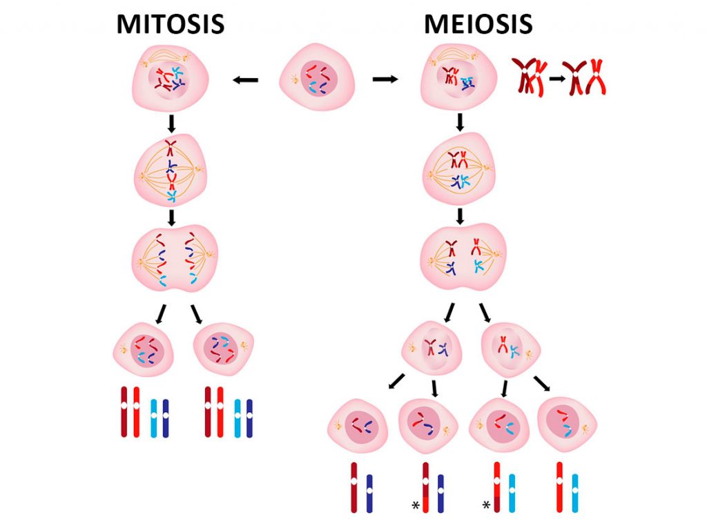 "La Biología": Tema 3: Ciclo Celular Y Meiosis