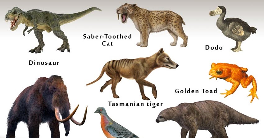 How are animals becoming extinct?