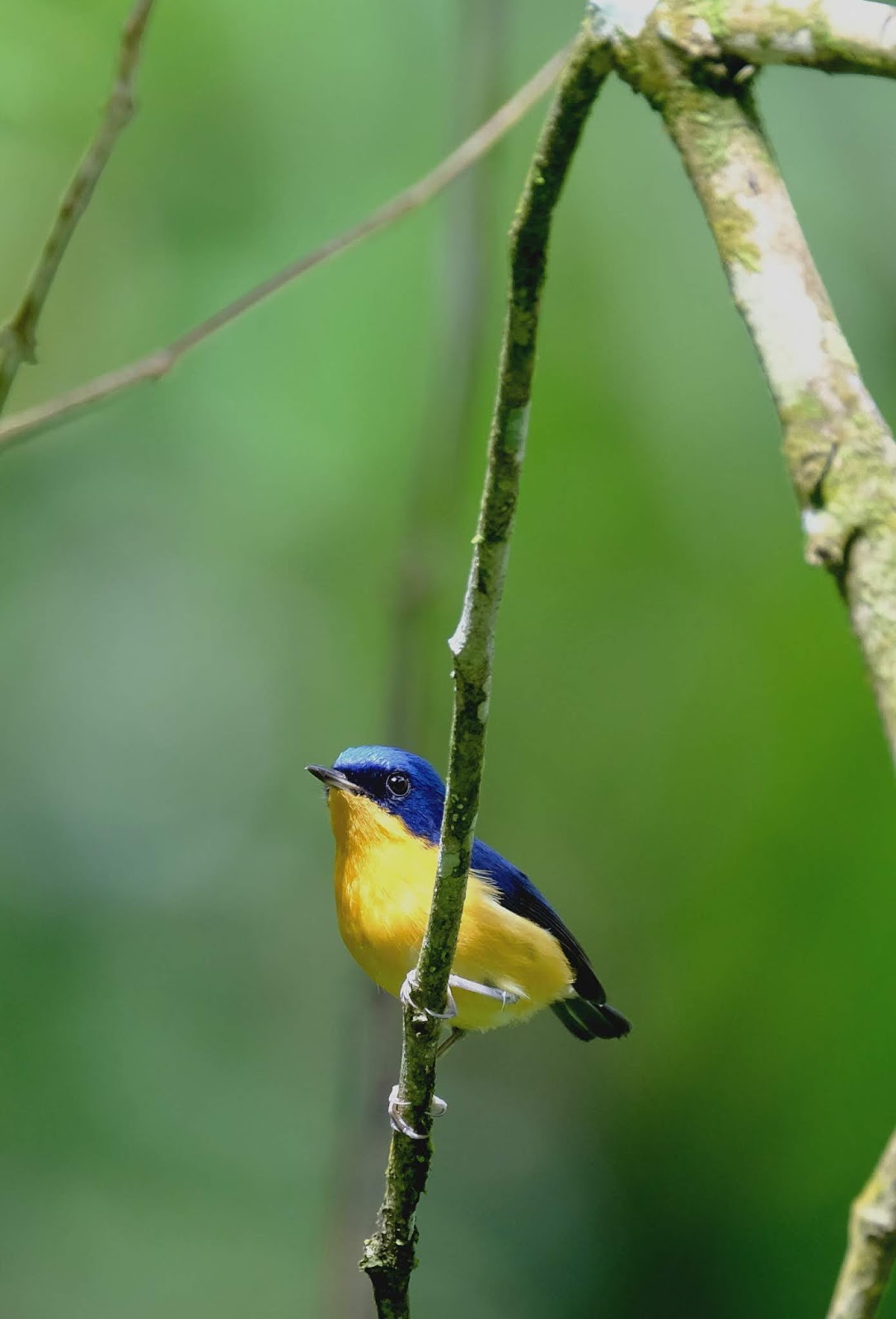 Mike is the name Birding is the game ( Birding in Malaysia - Malaysian ...