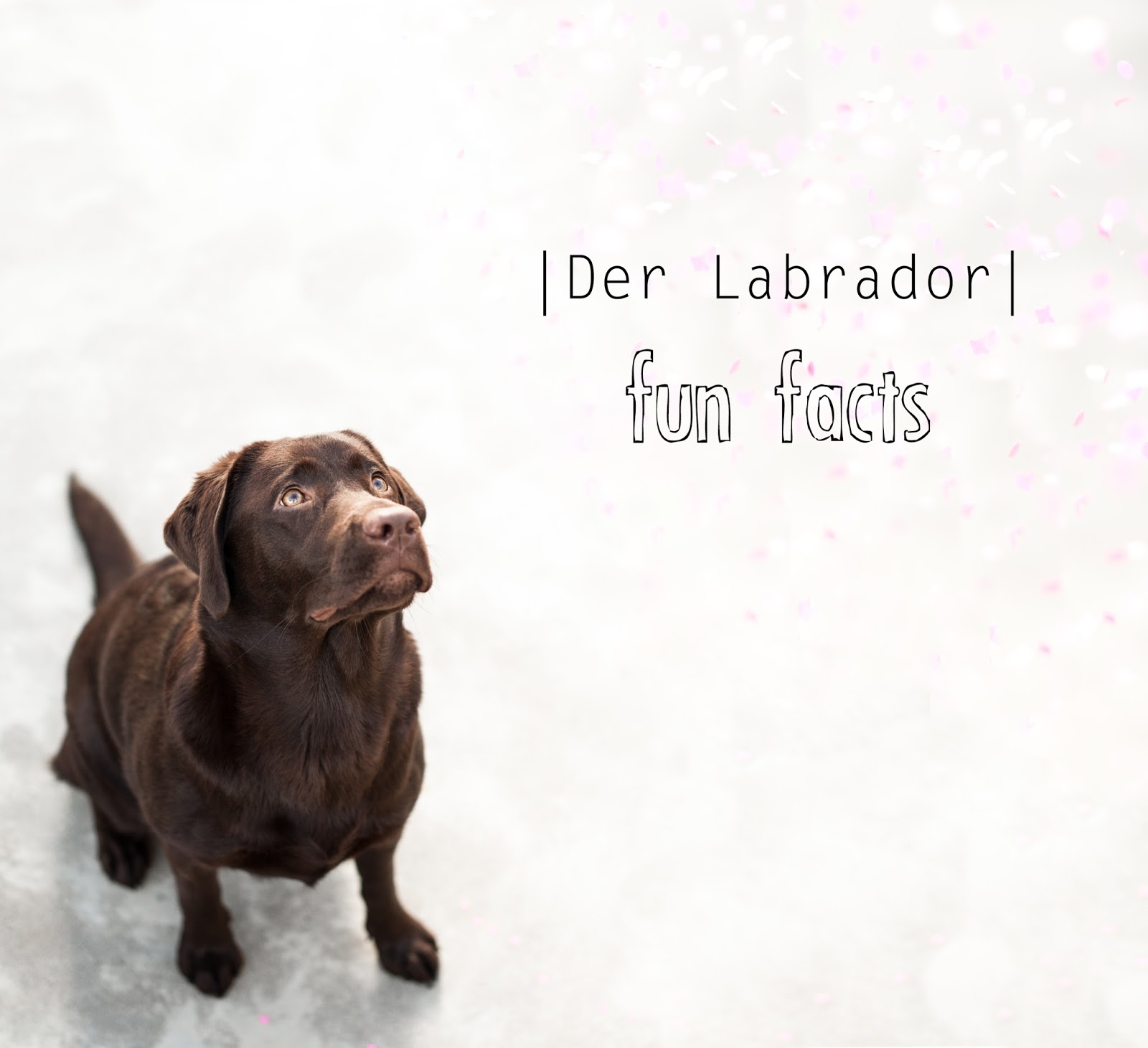 wanderrute: |DER LABRADOR - FUN FACTS|