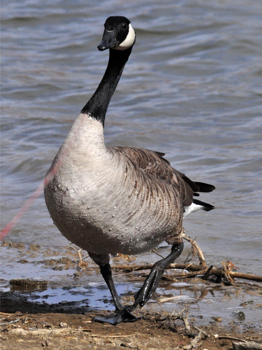 A Tree Falling: Canada Geese