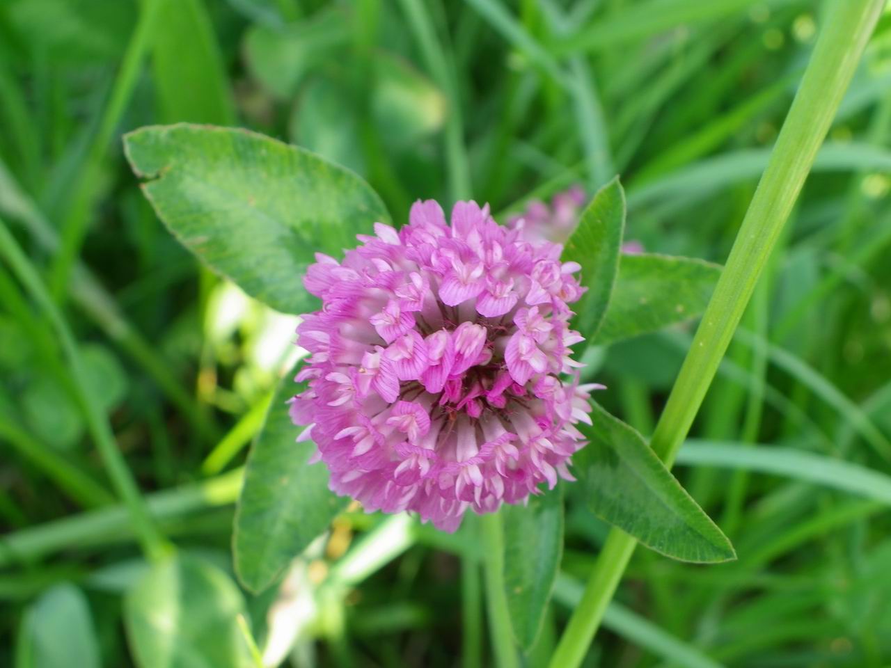 Les fleurs de trèfle rose