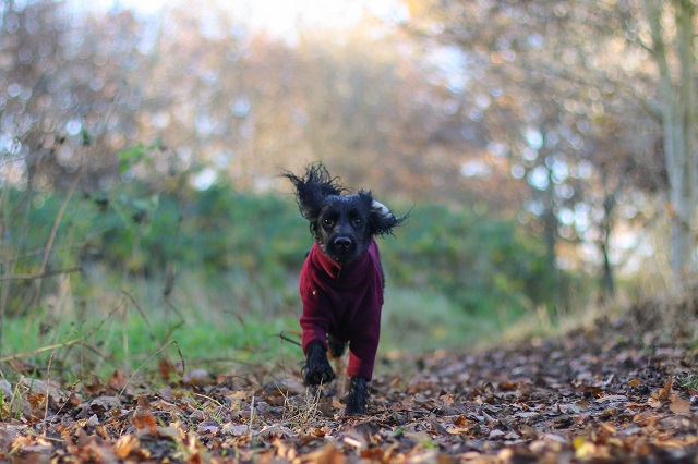 Equafleece Dog Jumpers | Steph & The Spaniels: Dog Friendly Lifestyle Blog