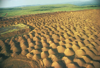 ELEPHANTITIS: BONERVILLE PHOTO FINDS