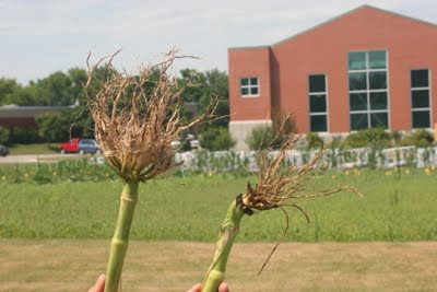 It's a bug's life: Corn rootworm damage is noticable