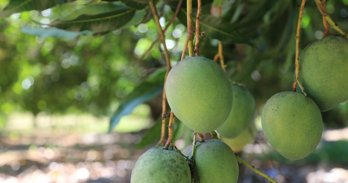 Diario El Volcán: Comenzó la recolección de mango