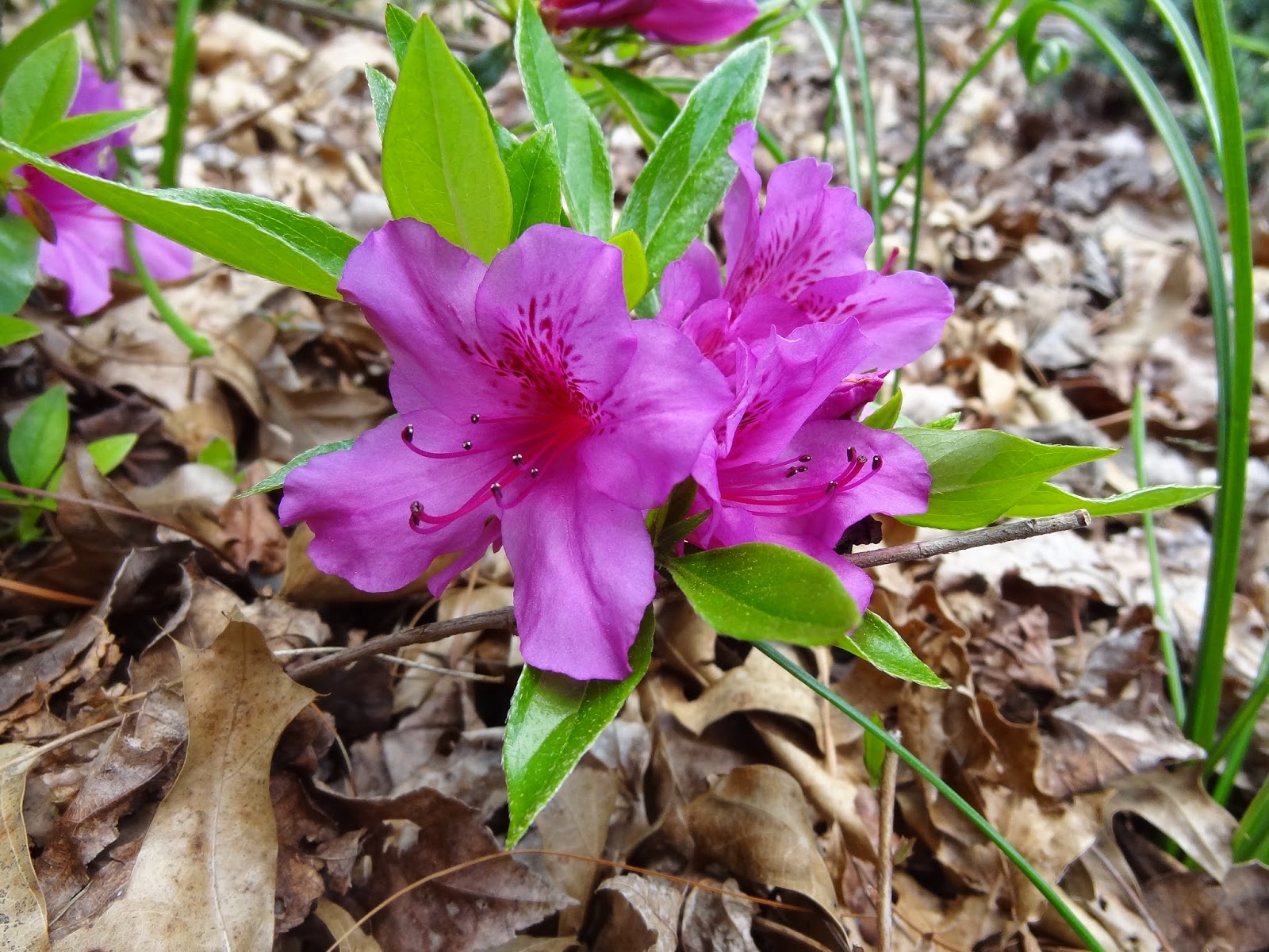 Live and Learn-Toss and Turn: 05/01/2015 - 06/01/2015