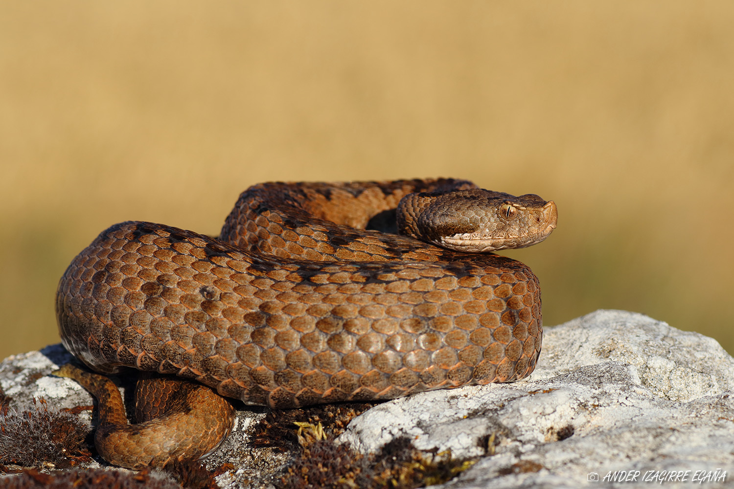 Naturzalia: Aurtengo sugegorri batzuk - Algunas víboras de este año