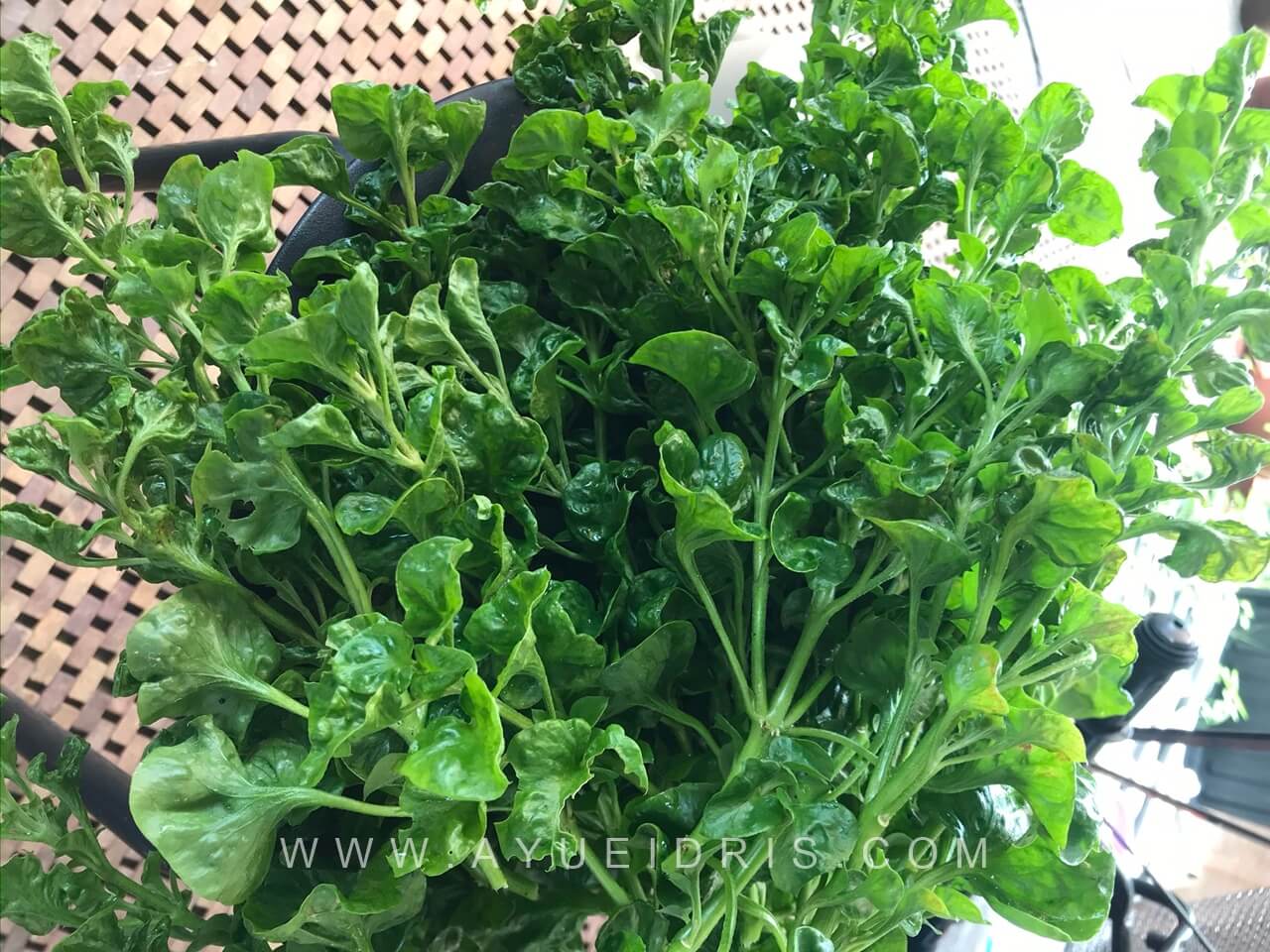 Bayam Brazil | Khasiat dan Cara Tanam | AYUE IDRIS