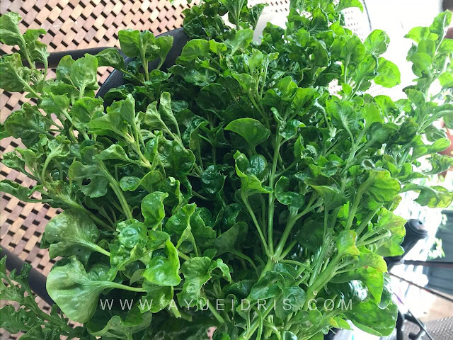 Bayam Brazil | Khasiat dan Cara Tanam | AYUE IDRIS