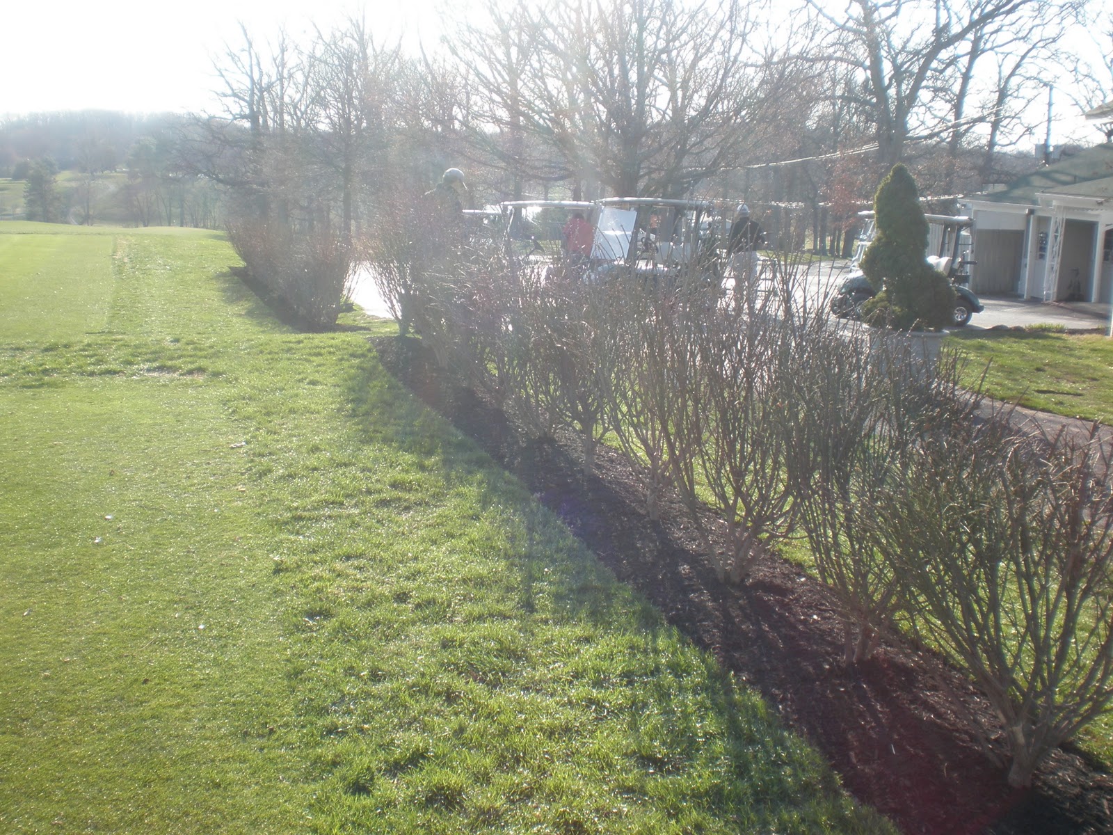 Argyle Country Club Golf Course Update: Installation of Burning Bush ...