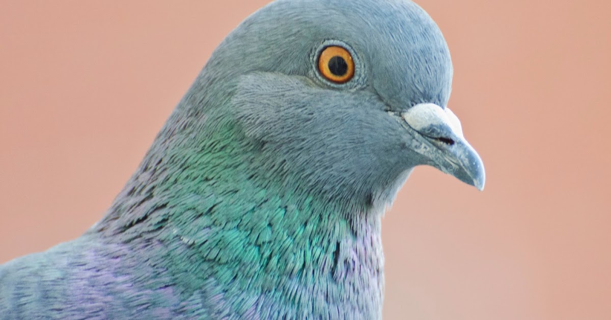 Urban Wildlife Guide: Pigeon Portraits