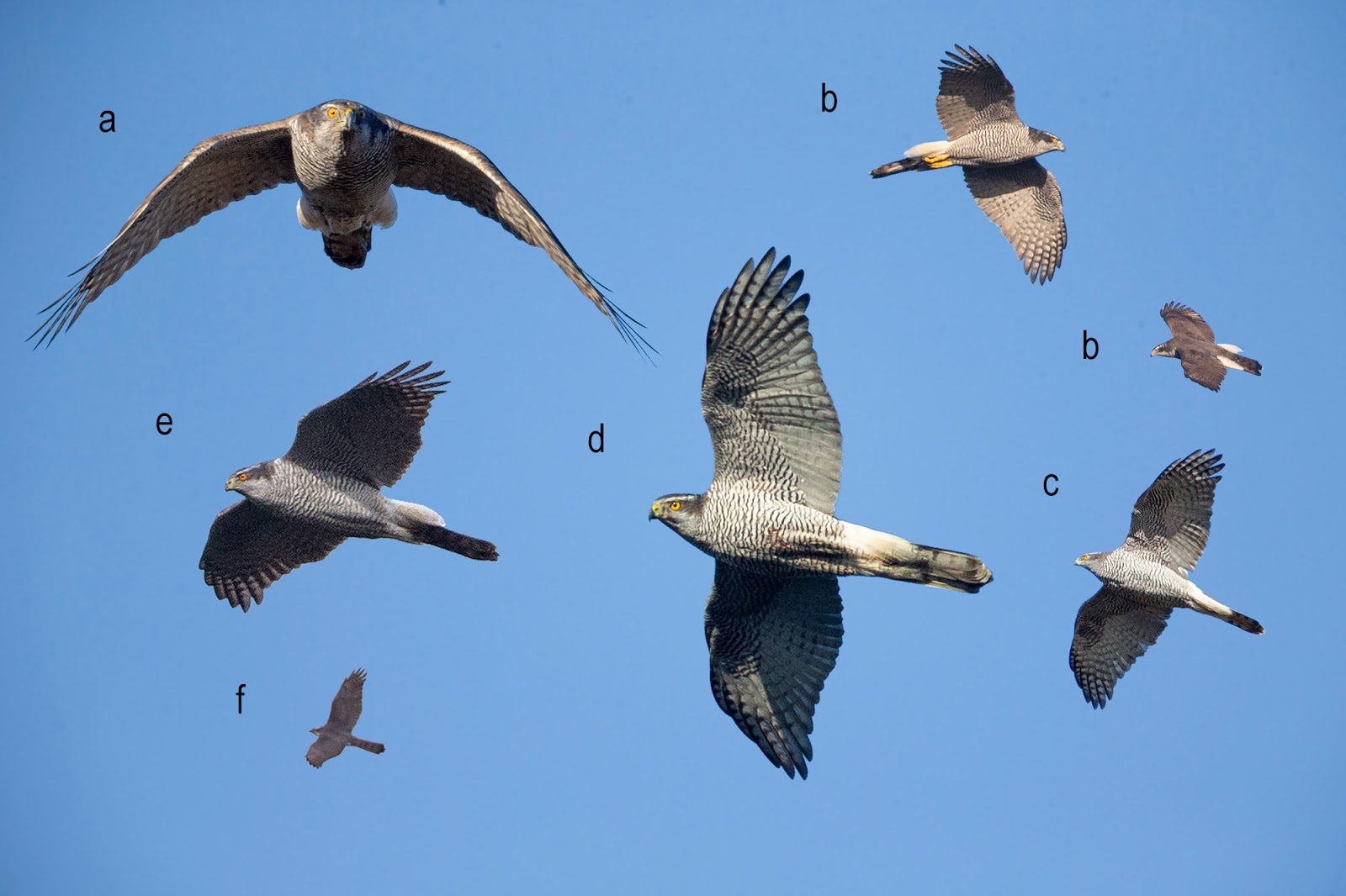 Wildlife Diaries: Northern Goshawk flight identification and ageing in ...