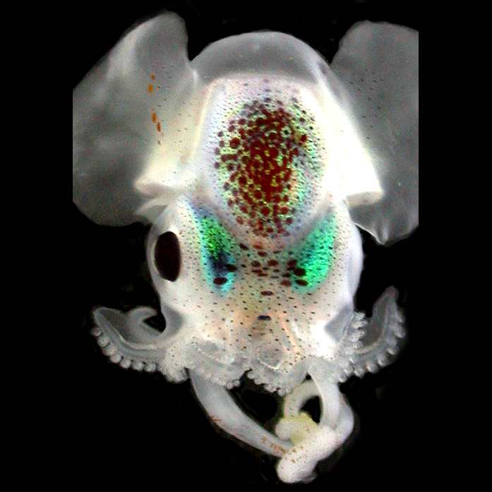 Species New to Science: [Invertebrate • 2021] Iridoteuthis merlini & I ...