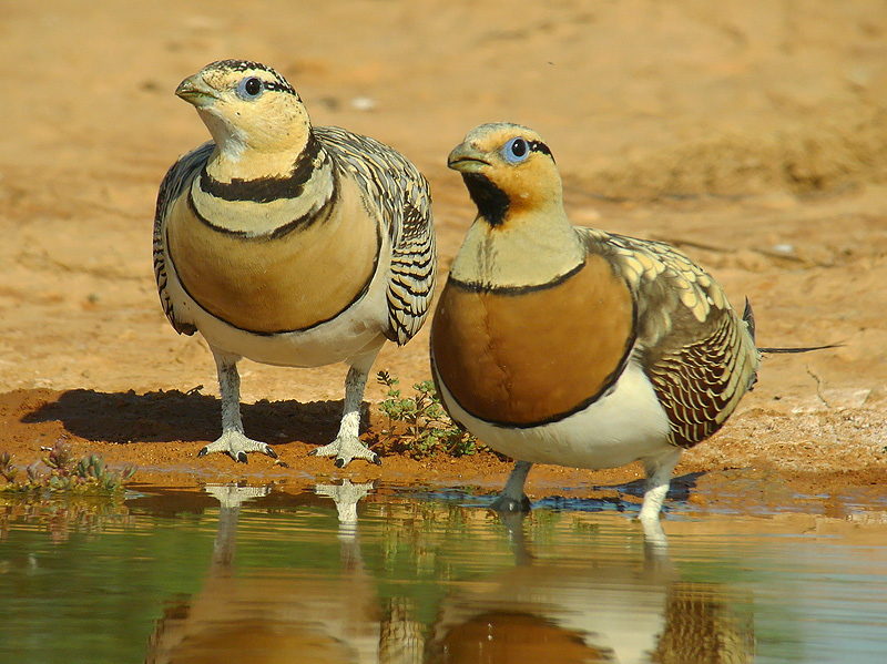 cadalso vive: conoces lo que es una "Ganga"