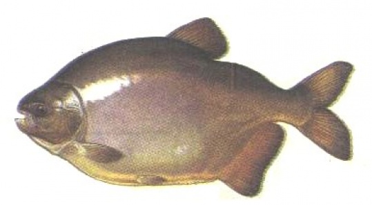 Area de Pesca: Especies: El Pacú o Mbiraí - Piraí