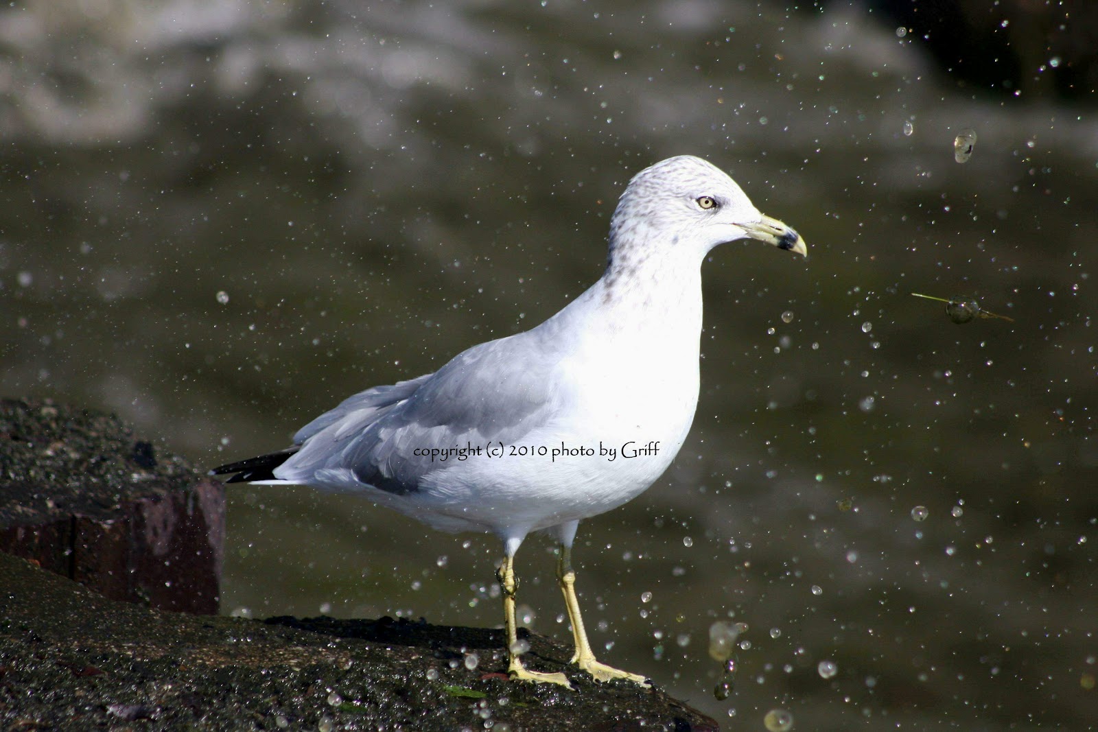 Griff's Bird Photos: Gull (Ring Billed)