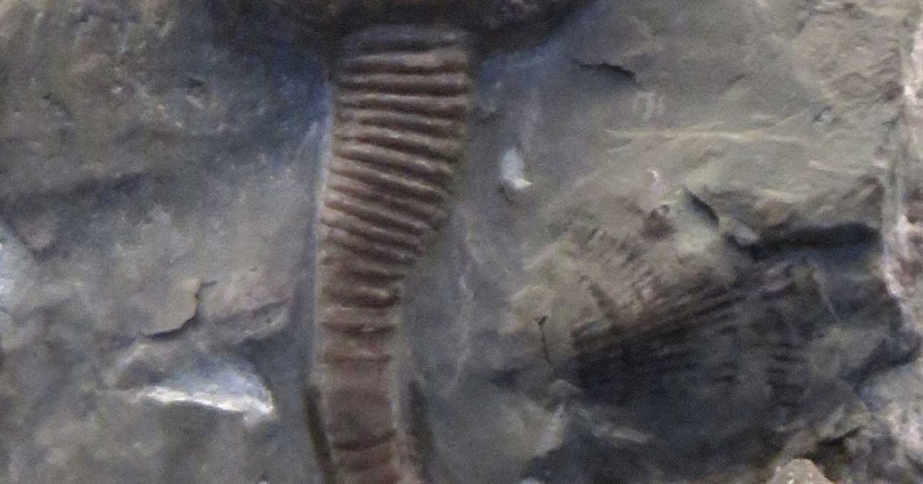 Louisville Fossils and Beyond: Lepocrinites quadrifasciatus Crinoid Fossil
