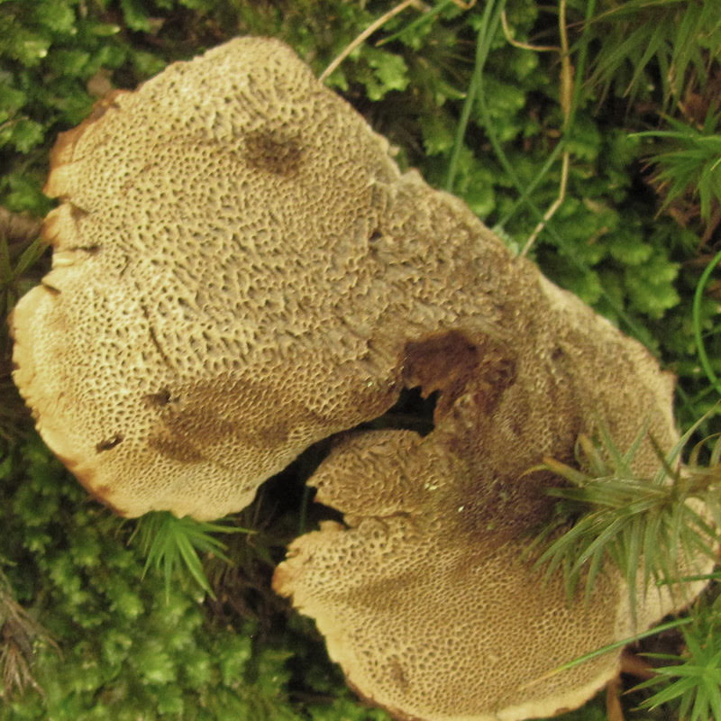 El mundo microscópico de los hongos: Coltricia perennis (Fr)Murr