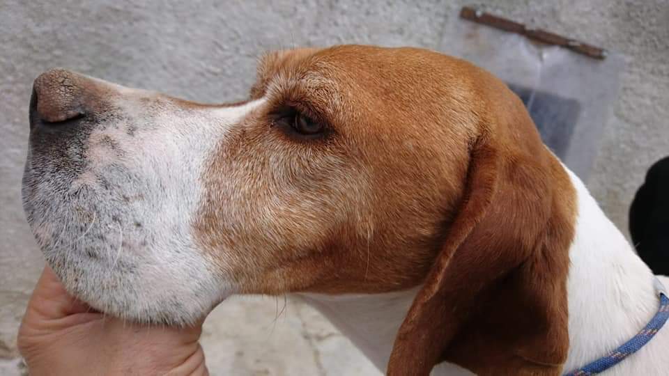 POINTER D'ALBENSE: HEMBRAS