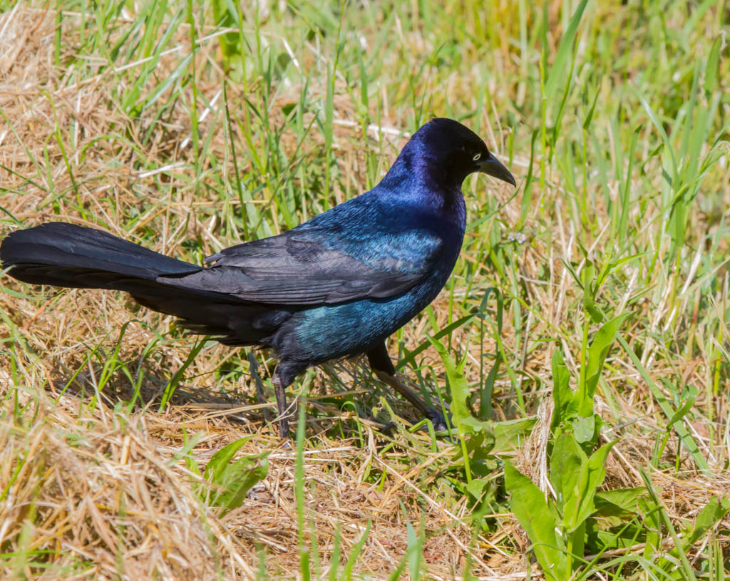 T & L Adventures: Grackles in our yard