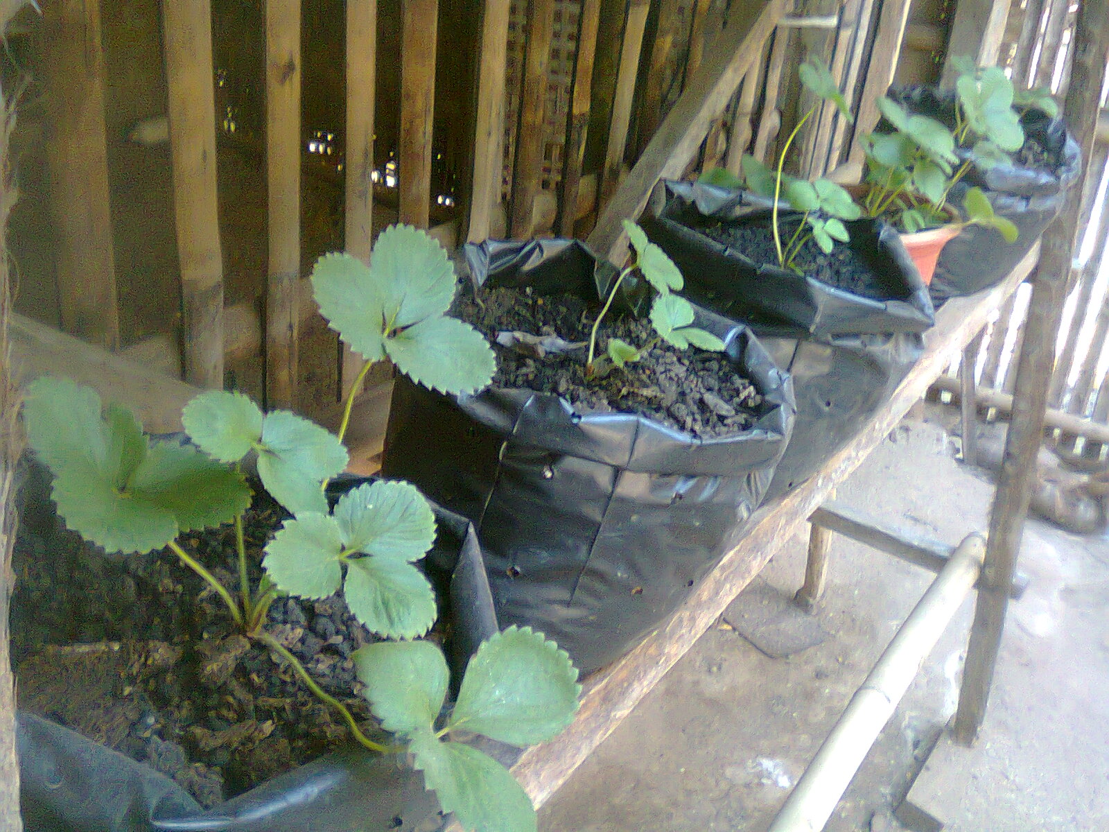Cara Budidaya Strawberry Di Pot Polybag Sampai Panen Guru Ilmuan