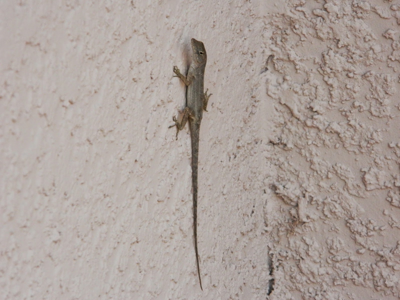 It's All Big Stuff: Lizard in the Living Room