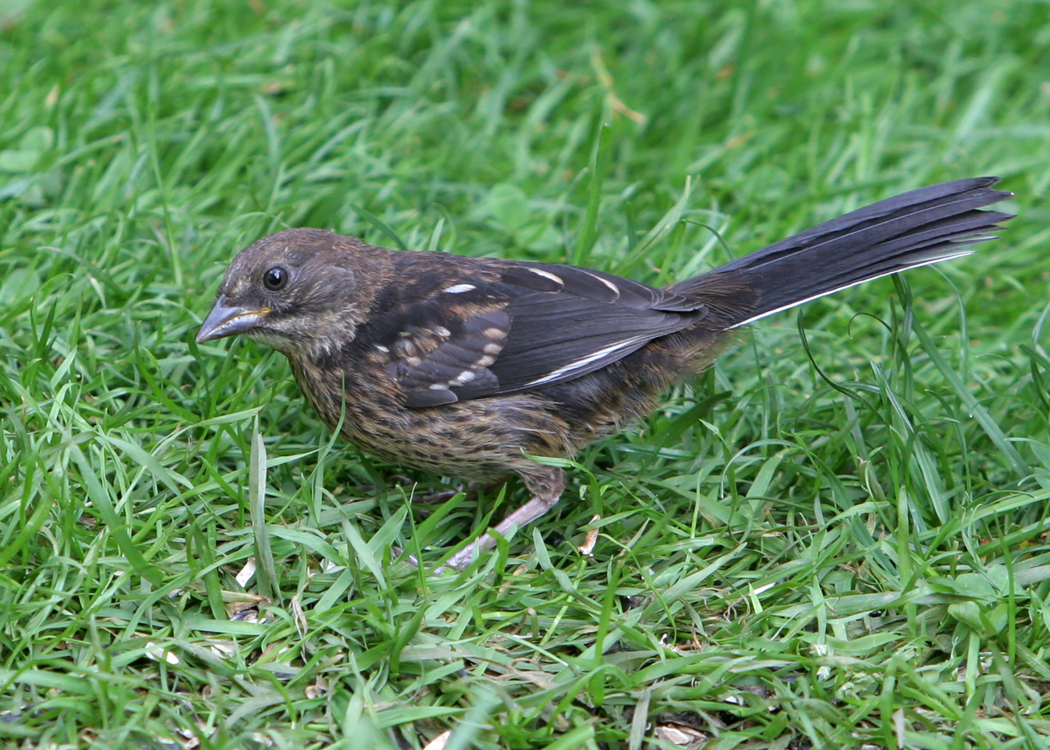 Shoreline Area News: For the Birds: Spotted Towhee — Our Resident Skulker