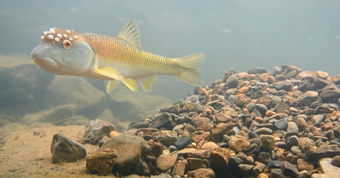 Virginia Tech Ichthyology Class : What Are Umbrella Fish? by Don Orth